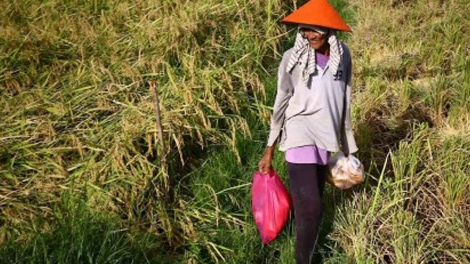 Secretary Tiu Laurel Welcomes Budget Realignment To Support Farmers ...